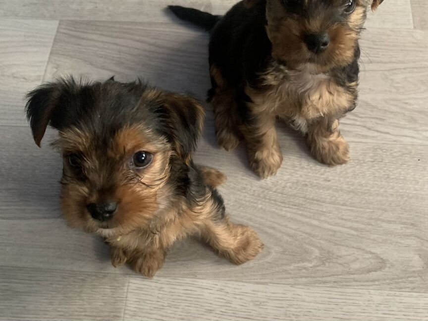 Йоркширский терьер