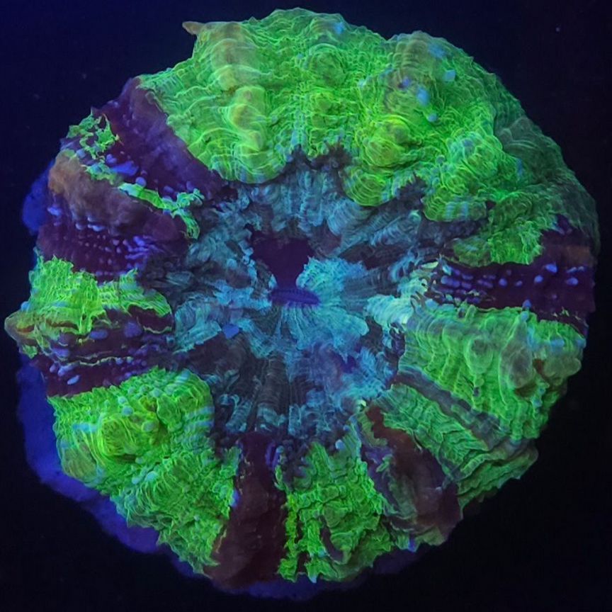 Живой морской коралл Акантофиллия (Acanthophyllia)