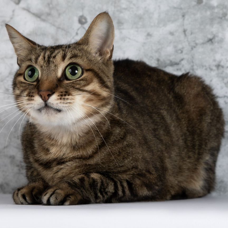 Взрослый кот в добрые руки