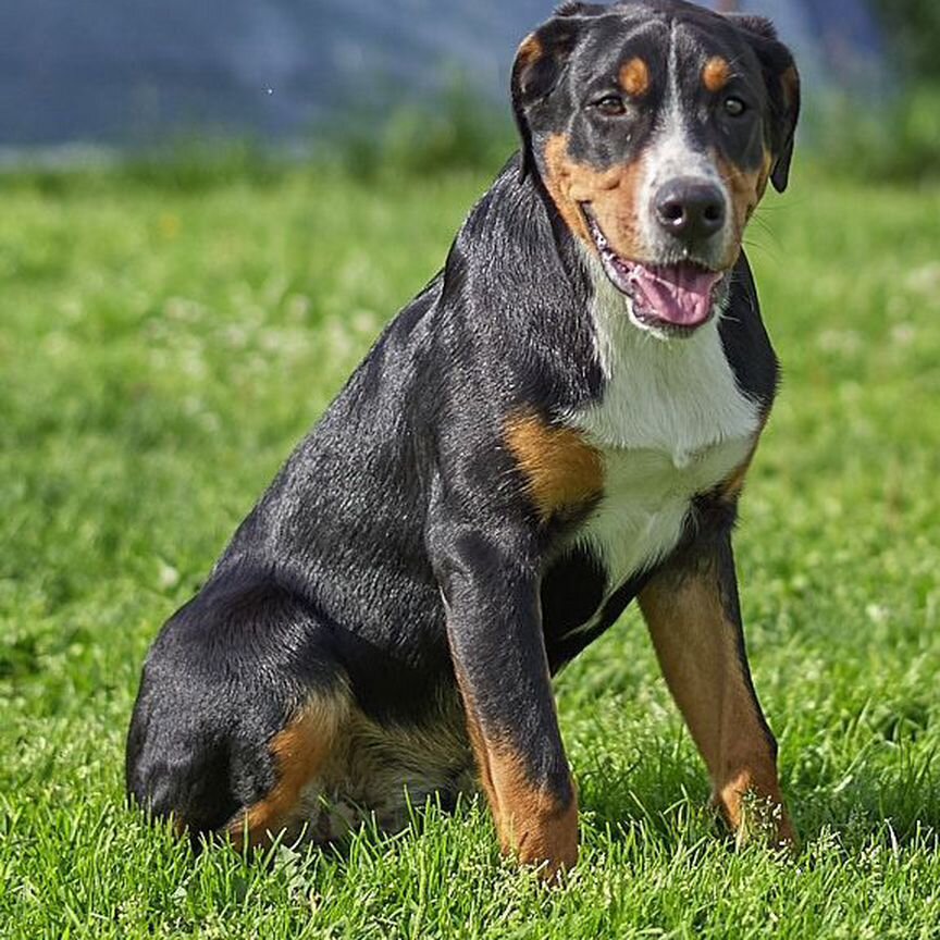 Большой швейцарский зенненхунд