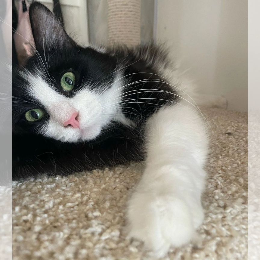 Кошка ласковая