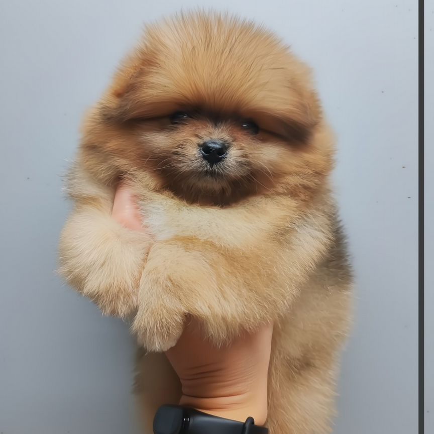 Померанский шпиц, щенок