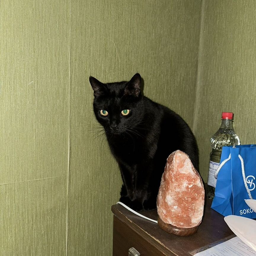 Кот Максим