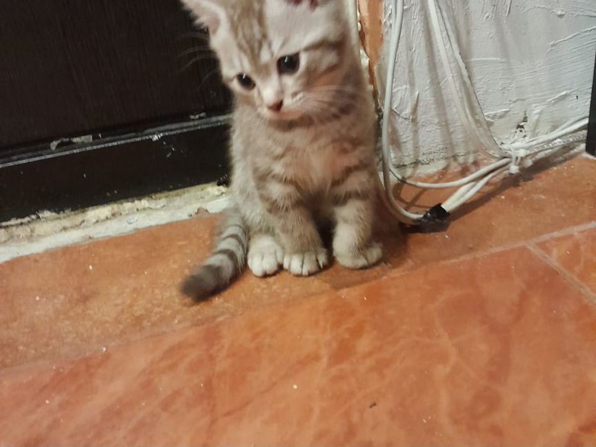 Котята полу британец