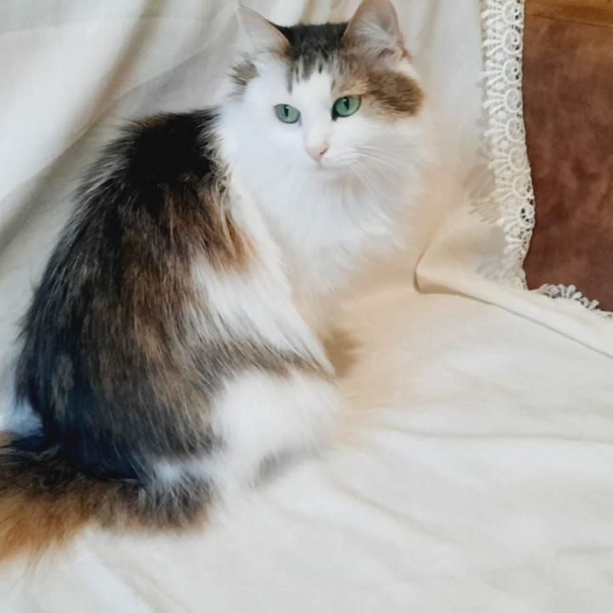 Кошка Лиза