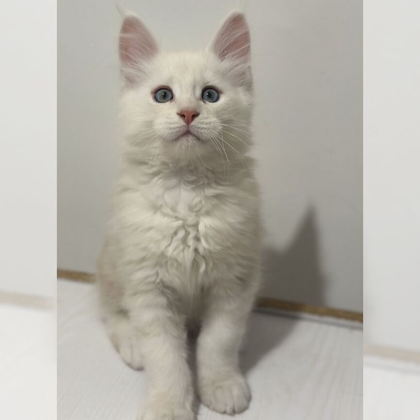 Мейн-кун котёнок