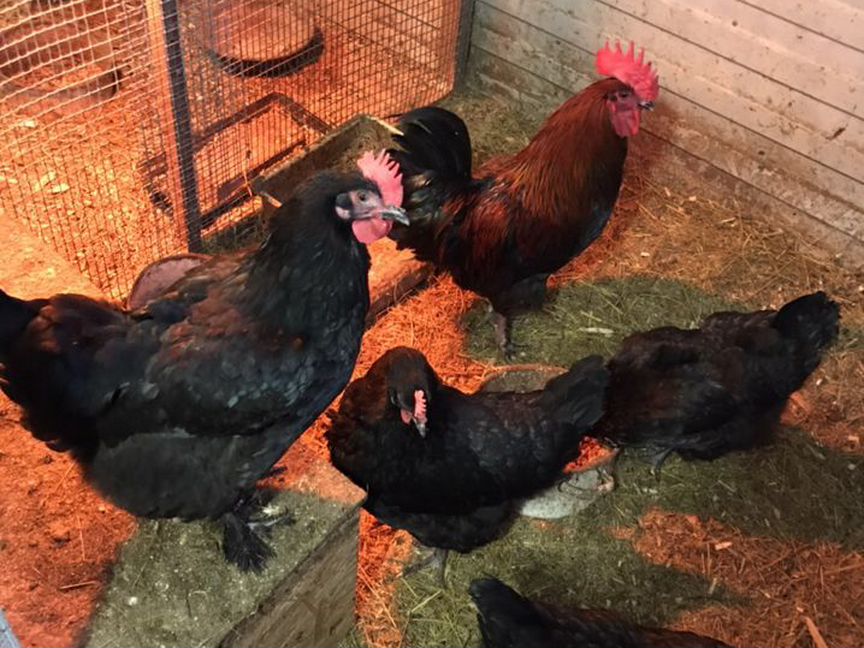 Маран, Лакеданзи, Утка