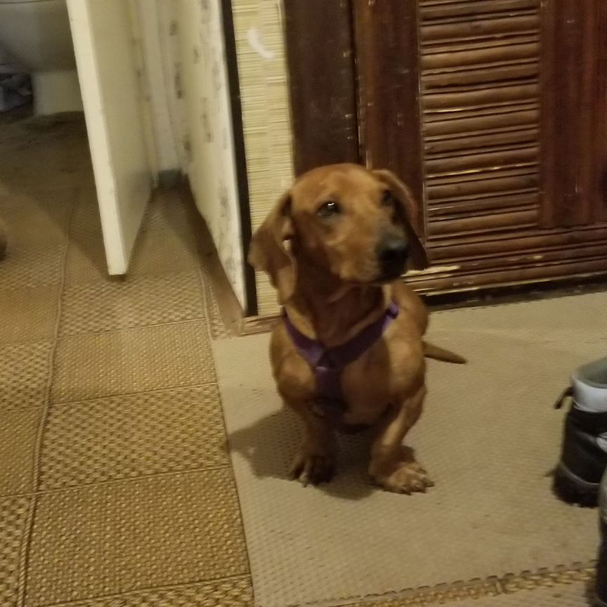 Отдам в добрые руки