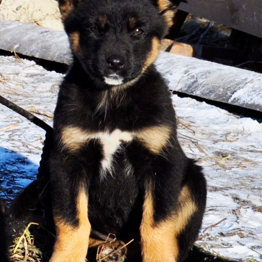 Немецкая овчарка метис