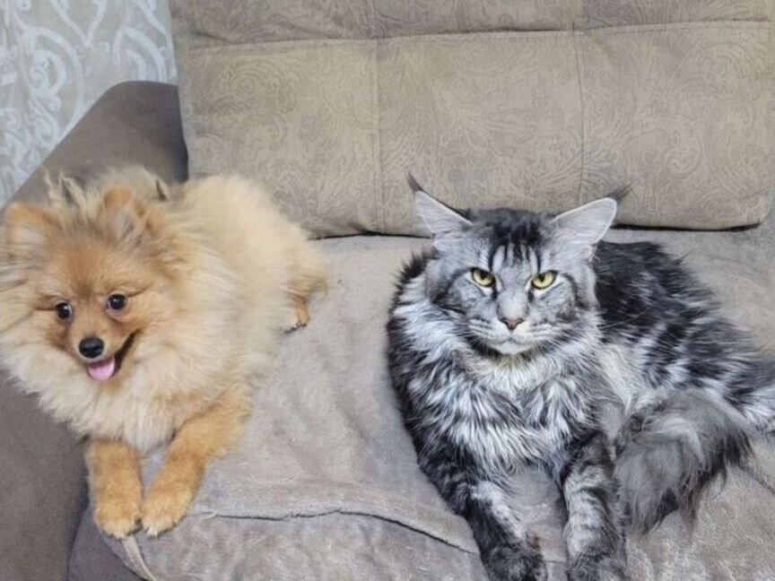 Котята мейн-кун