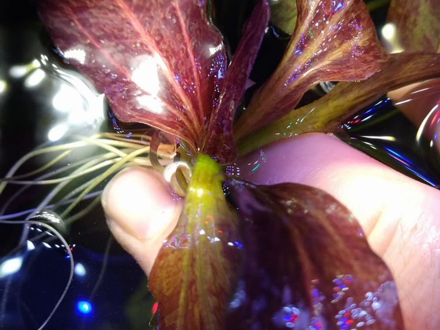 Эхинодорус "Красное пламя "