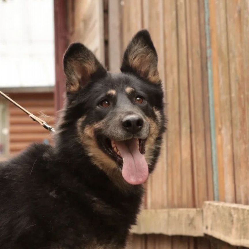 Немецкая овчарка