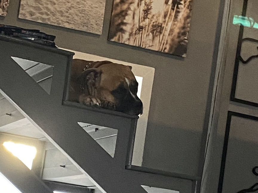 Вязка Амстафф