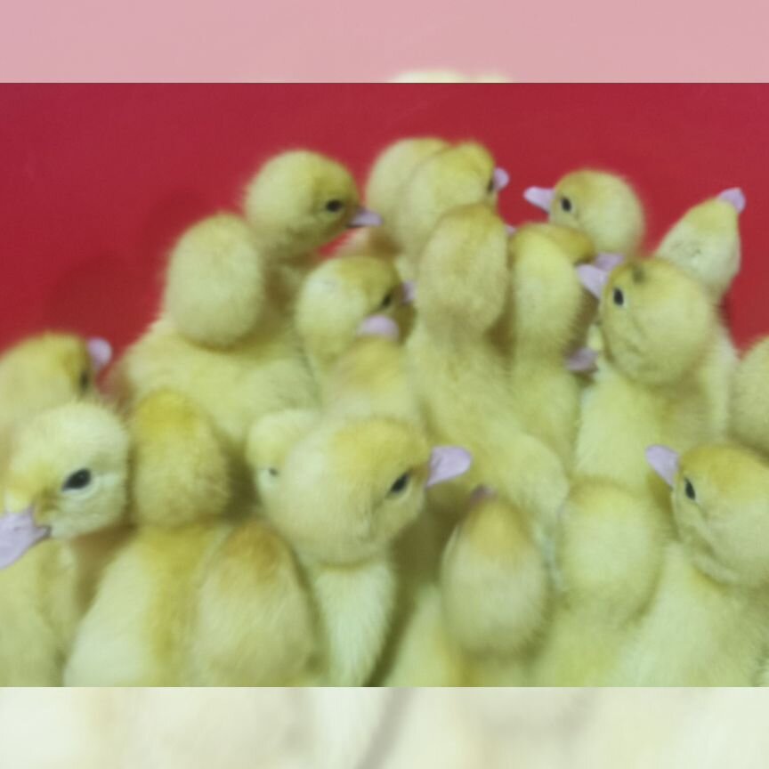 Продаются ундоуточки(мускусные уточки)