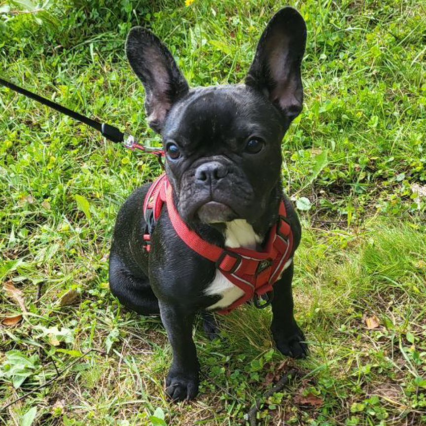 Французский бульдог, щенок