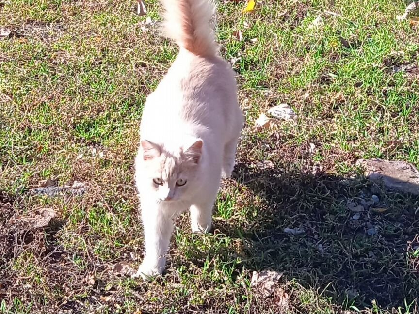 Кошечка Душка 5 мес