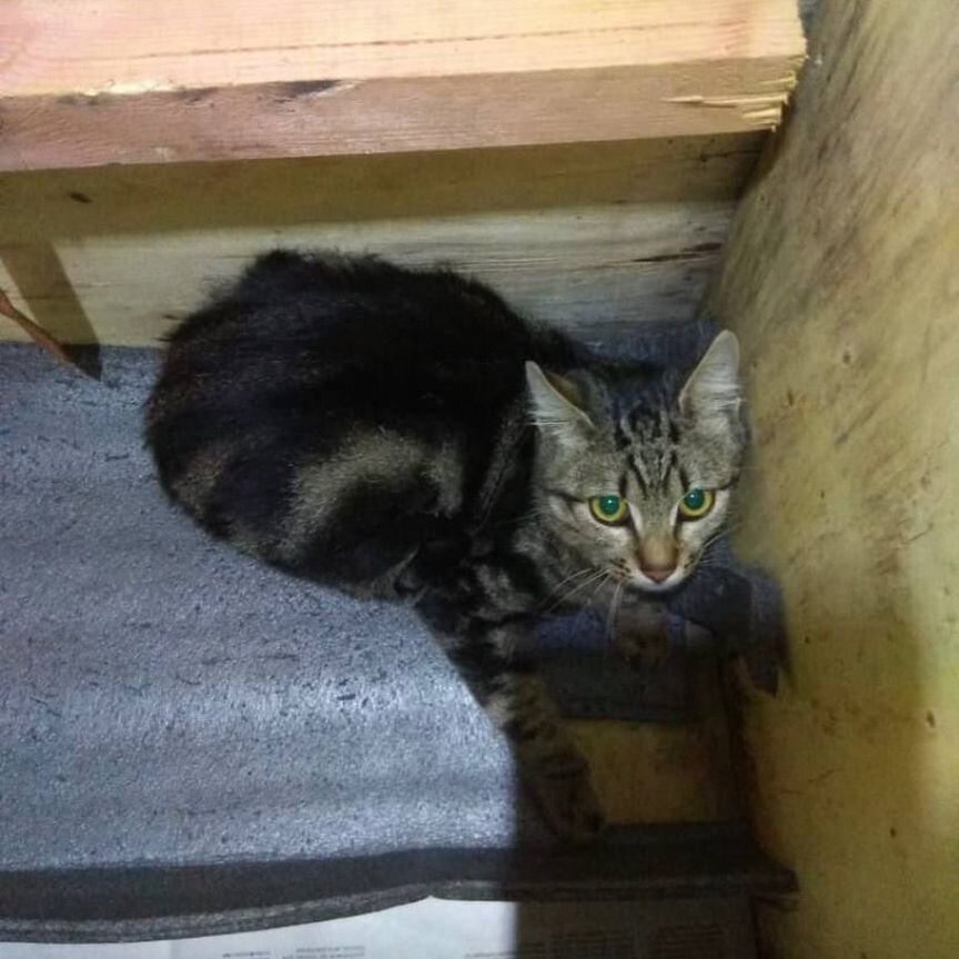 Ласковый котёнок на улице у автомастерской