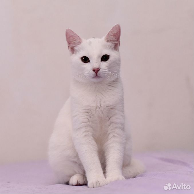 Малышка Элис ищет дом