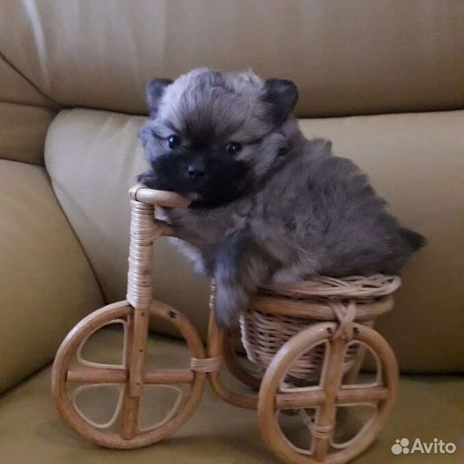 Щенок померанского шпица медвежьего типа