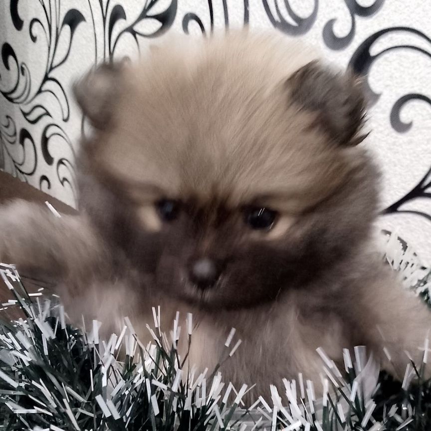 Померанский шпиц, щенок