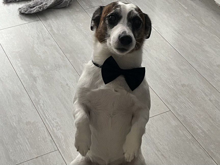 Вязка кабель Джек Рассел Терьер