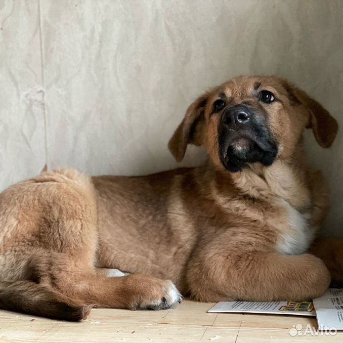 Красивый щенок с прививками и доставкой 3 мес