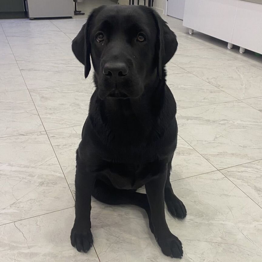 Лабрадор-ретривер, щенок