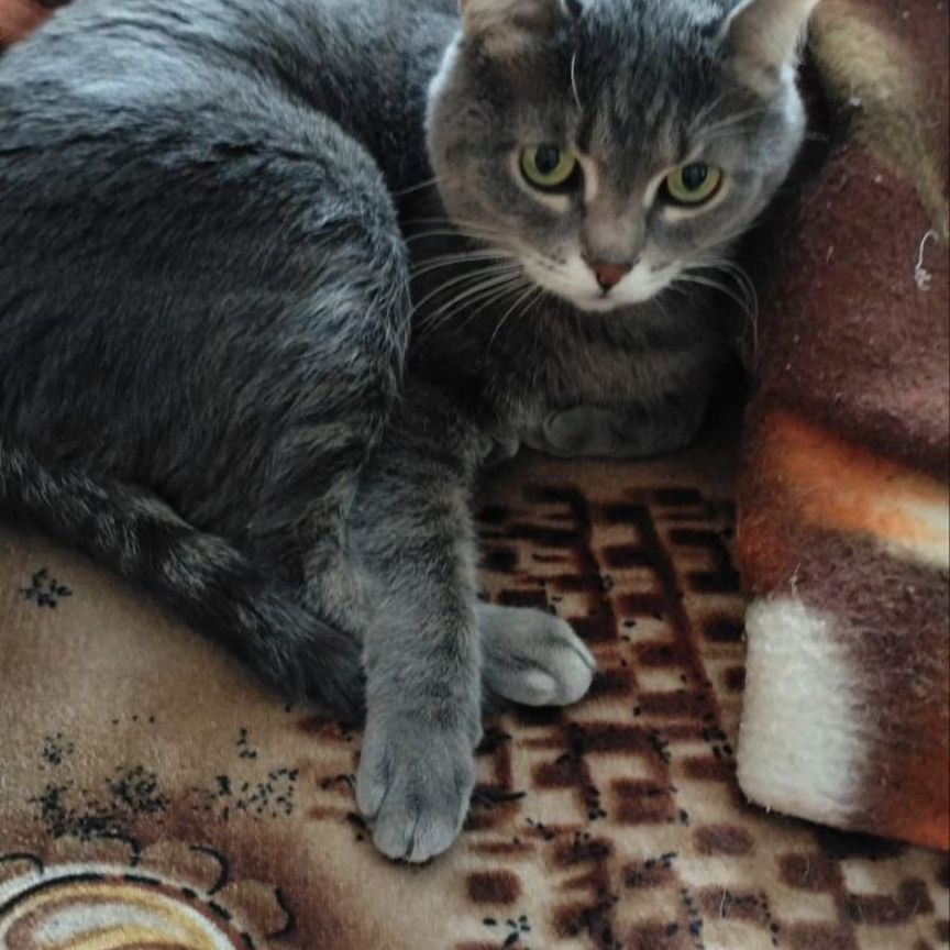 Котик в добрые руки мальчик