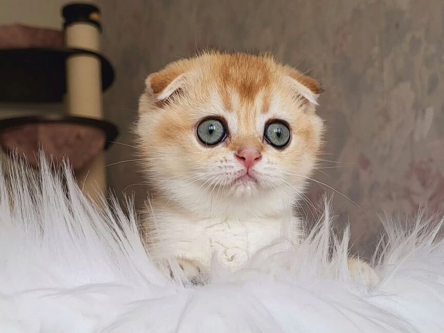 Шотландская вислоухая девочка