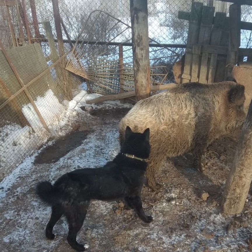 Щенки русско европейской лайки