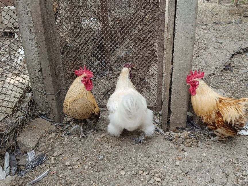 Декоративный петух