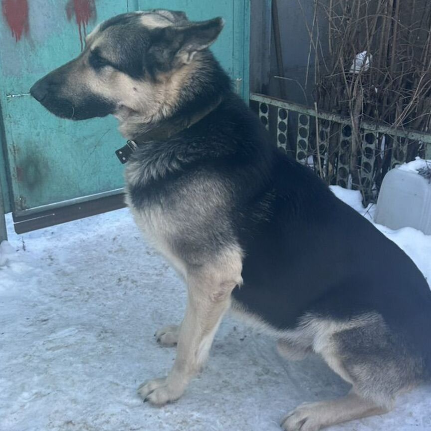 Восточно европейская овчарка вязка