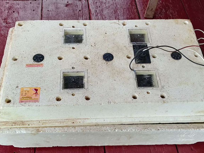 Инкубатор для яиц автоматический бу