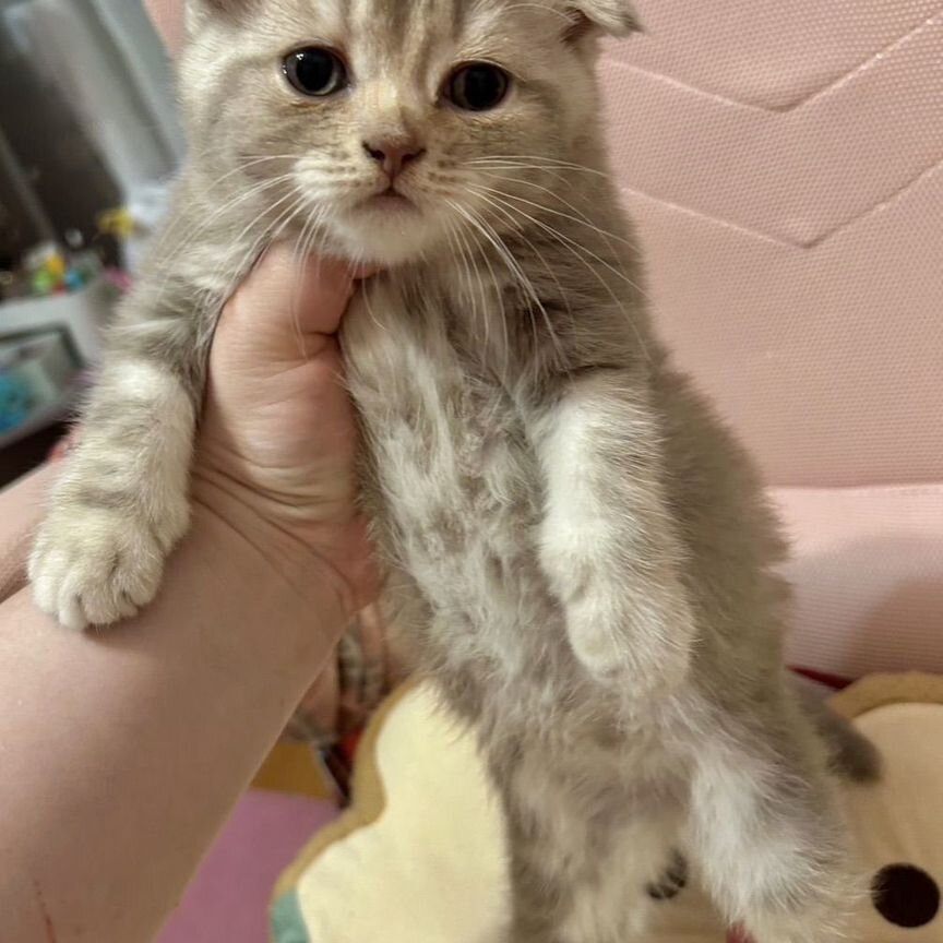 Шотландские котята