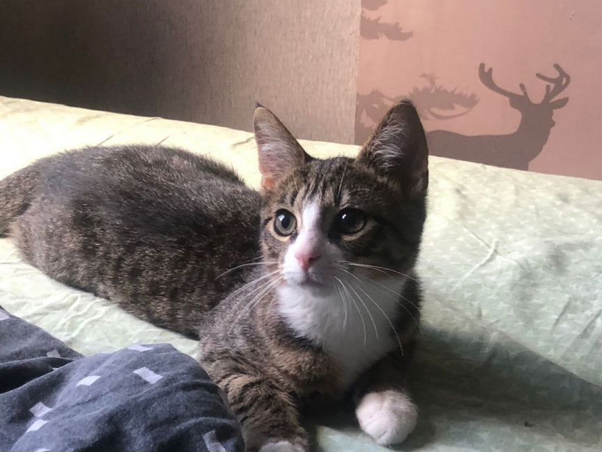 Котенок Барон в добрые руки