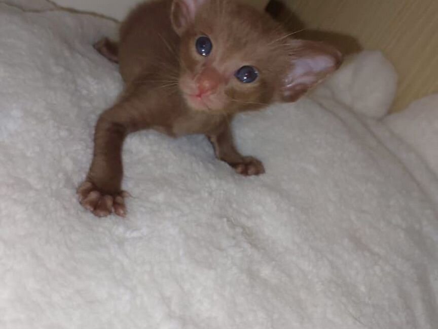 Ориентальные чудеса