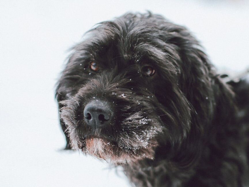 Кевин, небольшой дружелюбный бородатик