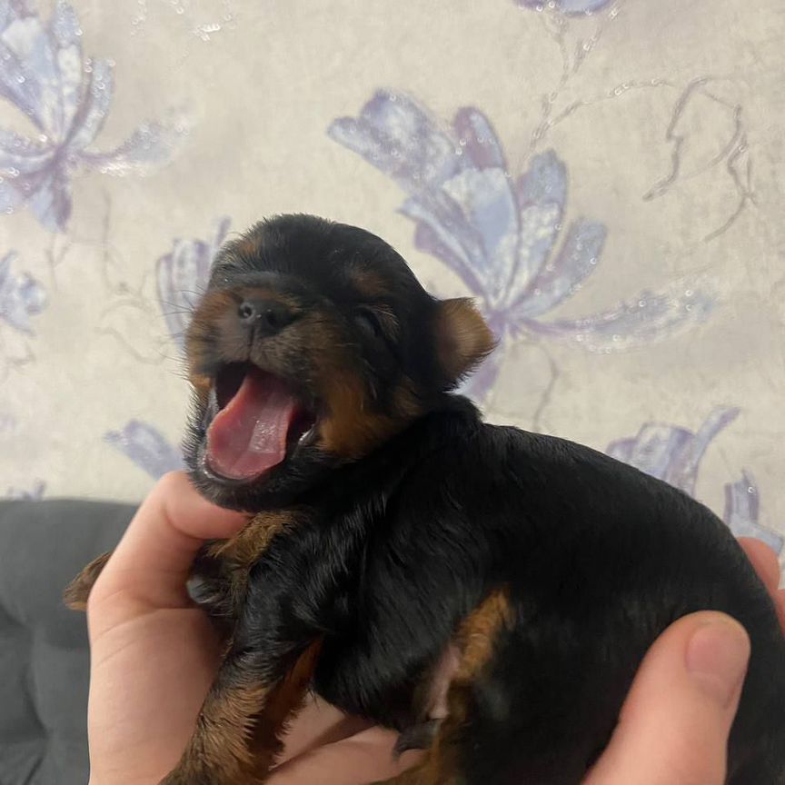 Йоркширский терьер