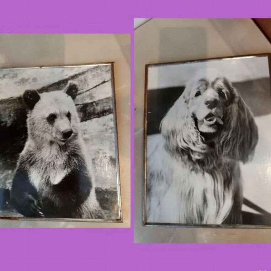 Картина Я удивлен и Косолапый