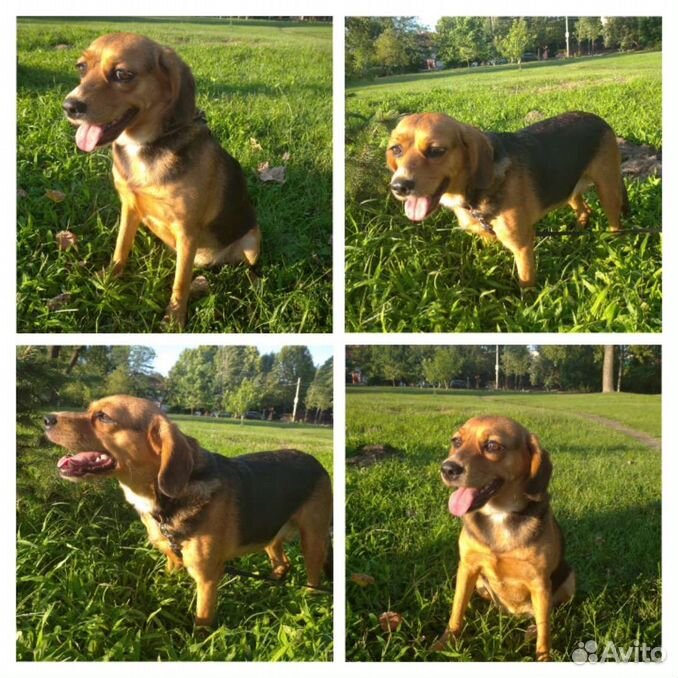 Собака Майя