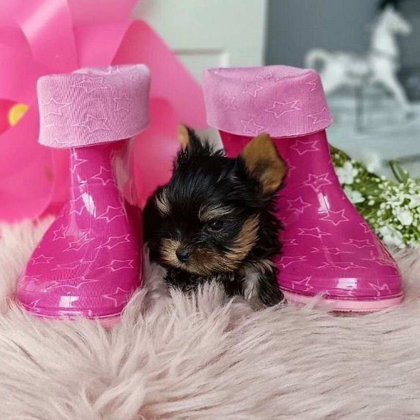 Щенки йоркширского терьера мини