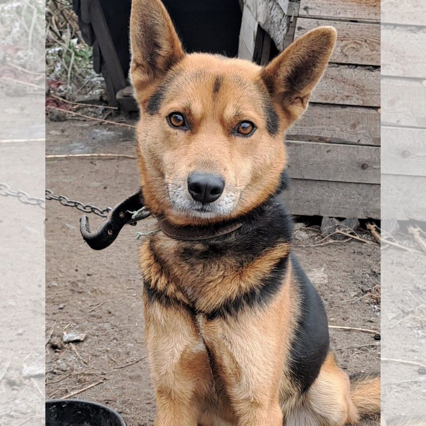 Взрослая собака в добрые руки