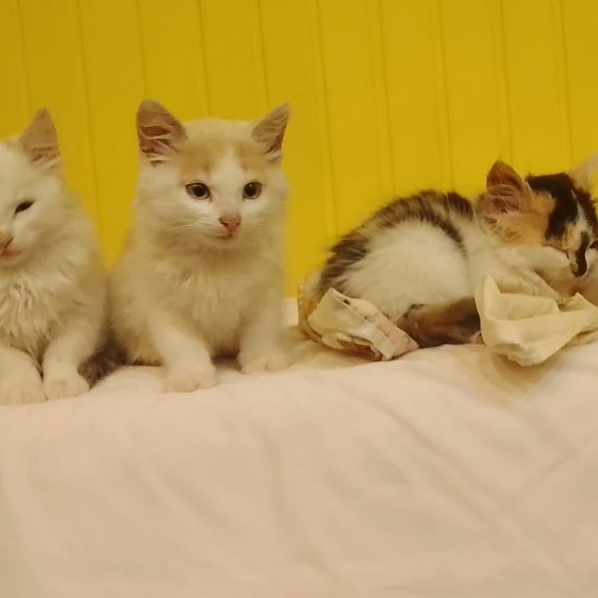 Котята