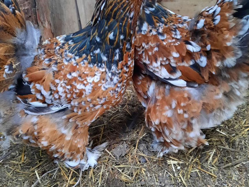 Куры брама порцелян