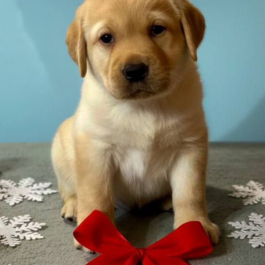 Лабрадор-ретривер, щенок