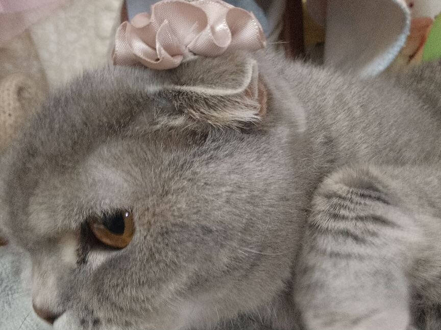 Шотландская вислоухая кошка