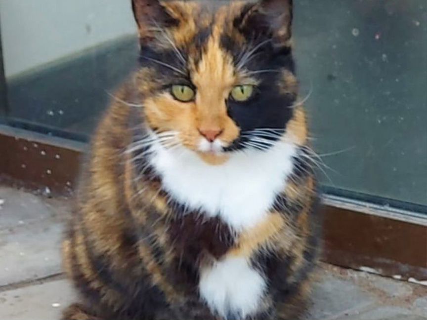 Кому трехцветное счастье