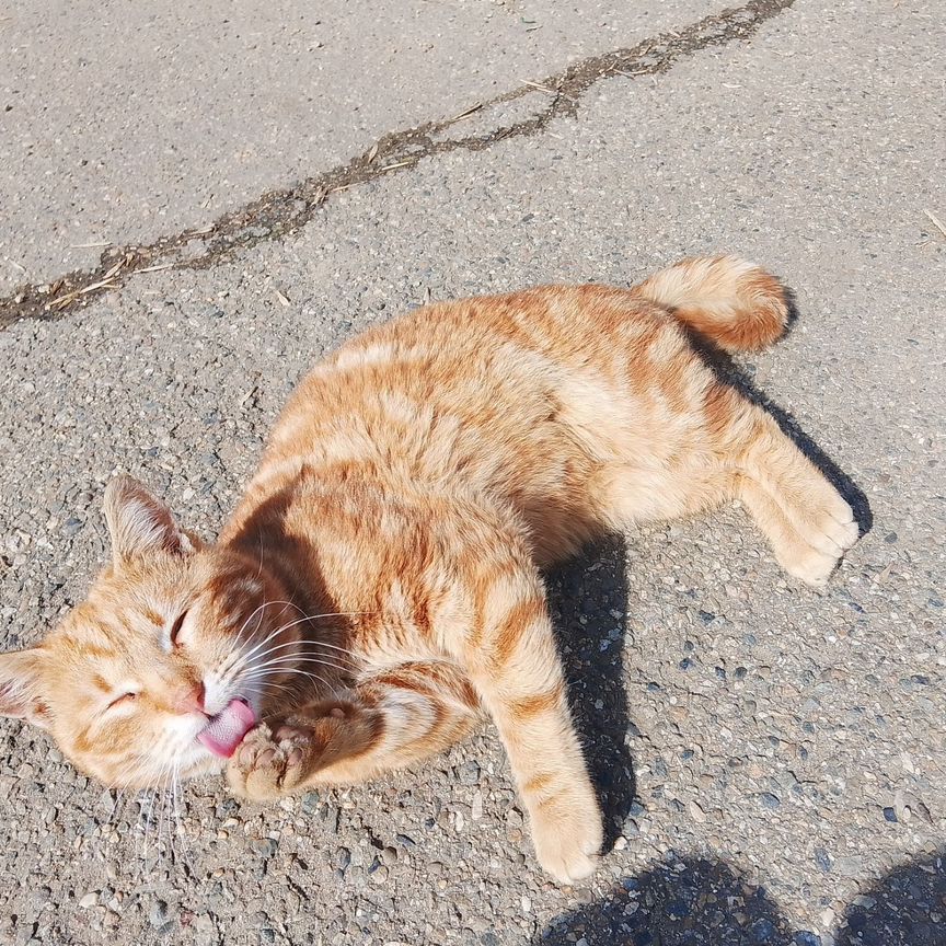 Котенок. Солнечный друг