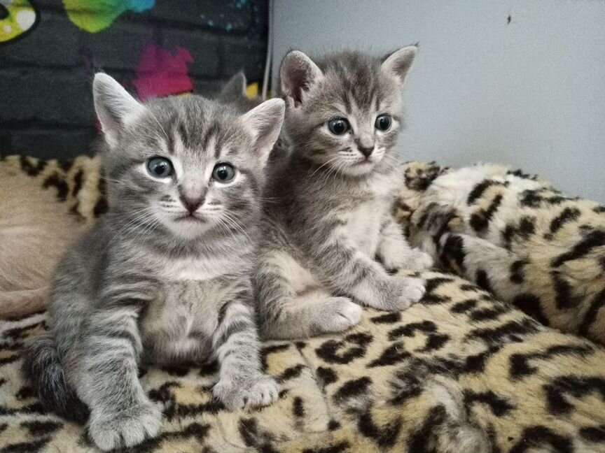 Красивый котенок полосатый