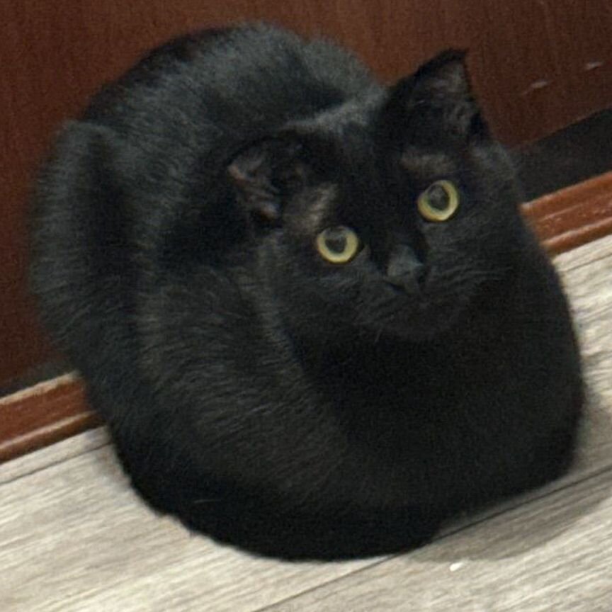 Шотландская кошка вислоухая